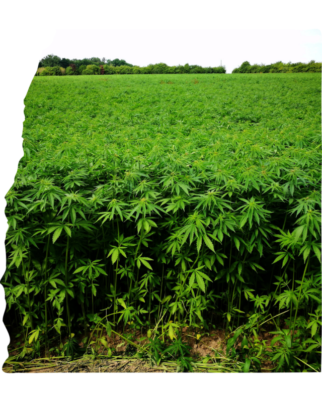 Hennep in de bouw - Cannavie